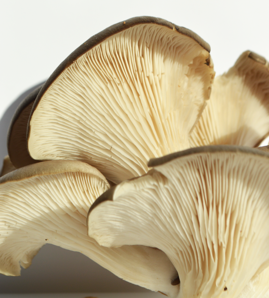 Quel est le point commun entre le marc de café et les pleurotes ...